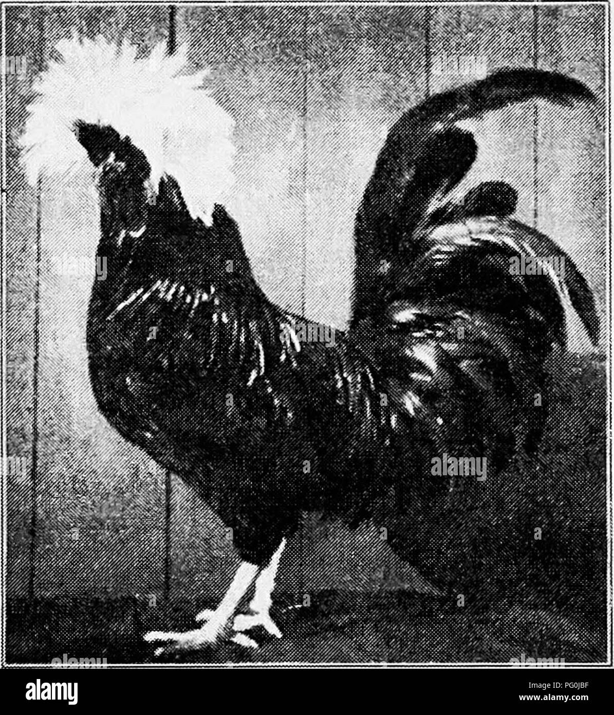 The book offers a guide to poultry breeding, focusing on comb types and ...