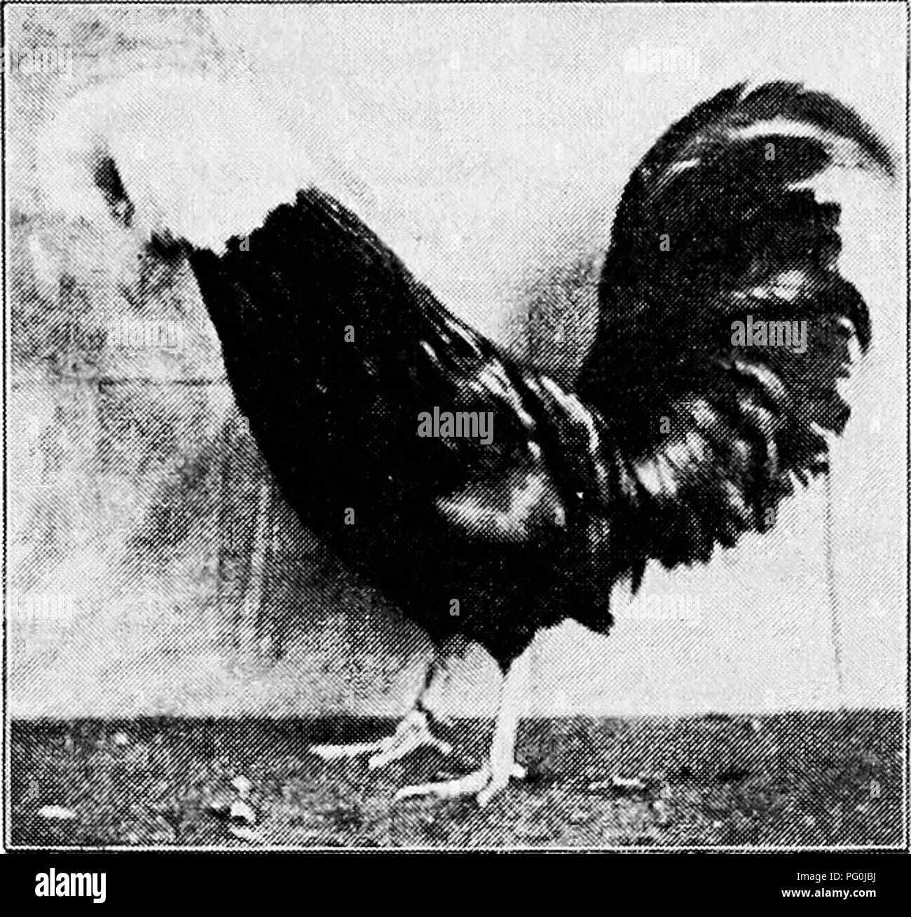 This image from *Principles and Practice of Poultry Culture* shows the ...