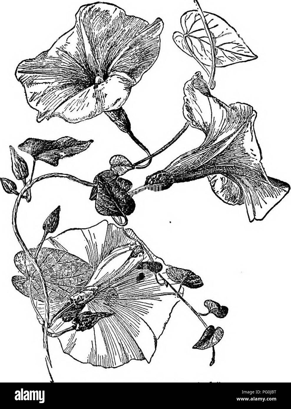 This image from the *Cyclopedia of American Horticulture* features a ...