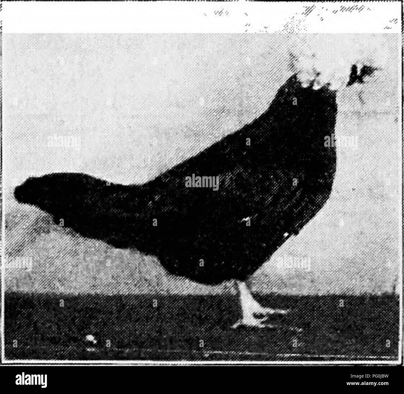 This guide to poultry culture provides insight into breeding practices ...