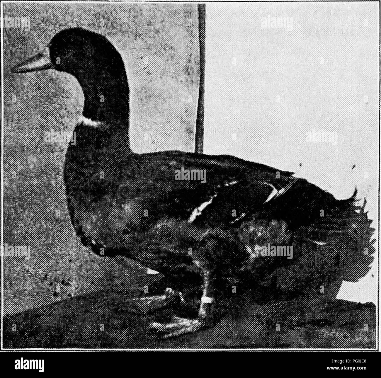 This book outlines the principles and practices of poultry breeding and ...