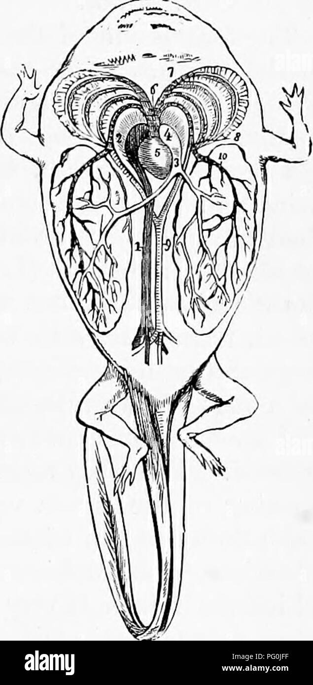 Respiratory system diagram Black and White Stock Photos & Images - Alamy