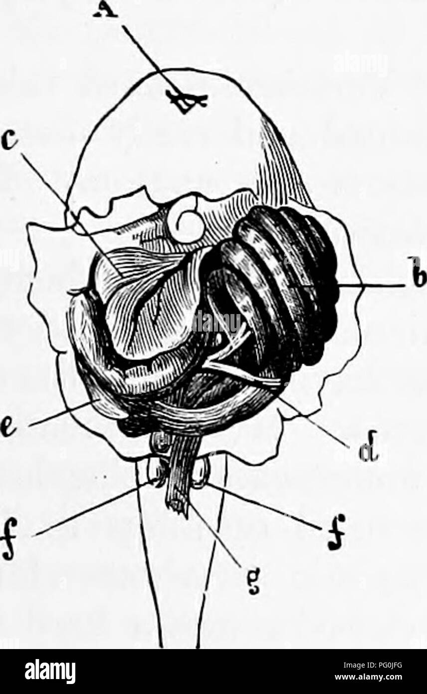 . Zoology : for students and general readers . Zoology. AJSfATOMY OF ...
