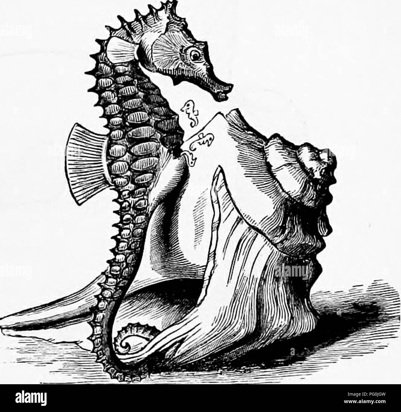 . Zoology : for students and general readers . Zoology. THE PIPE FISH ...