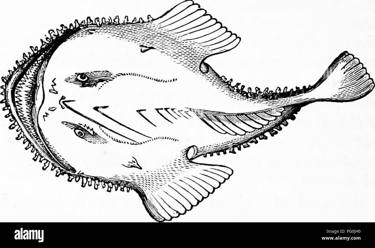 Young flounders hi-res stock photography and images - Alamy