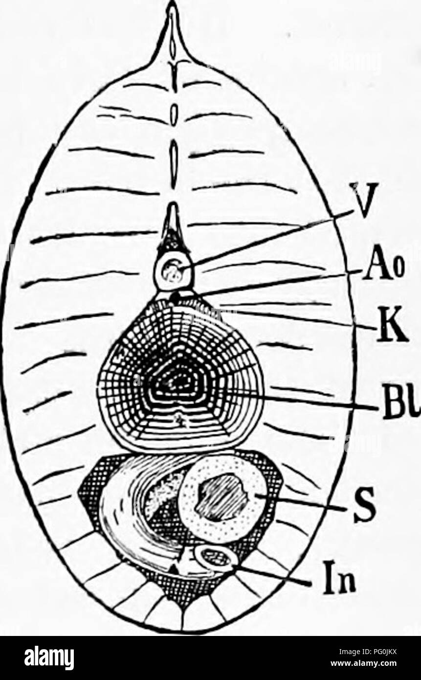 An anatomical illustration of the brain of a gunner fish, showing both ...