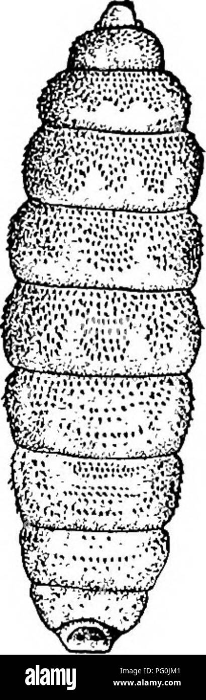 Maggots medical Black and White Stock Photos & Images - Alamy