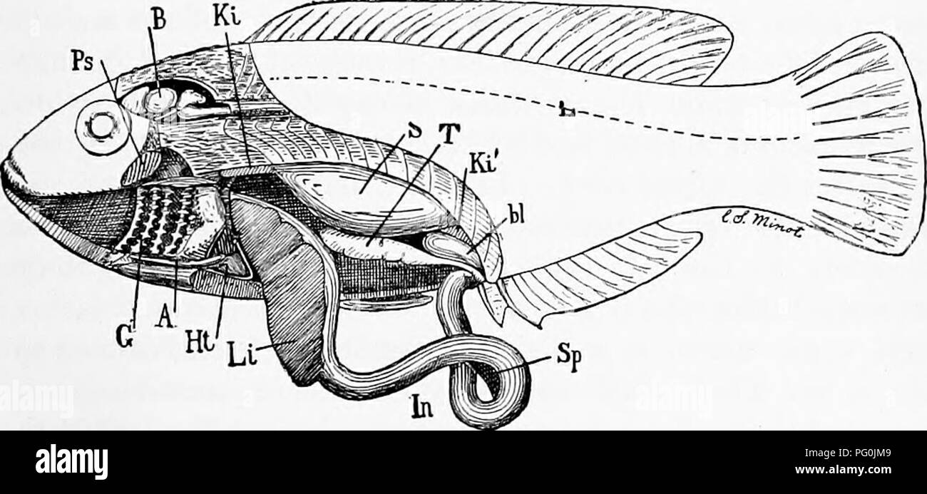 This zoology text examines the anatomy of the gunner fish, focusing on ...