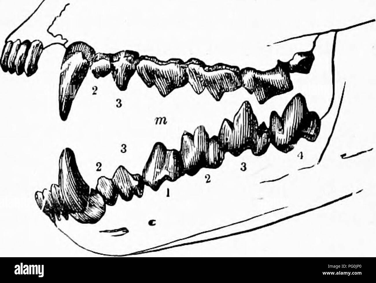 This zoology text explores vertebrate anatomy and the development of ...