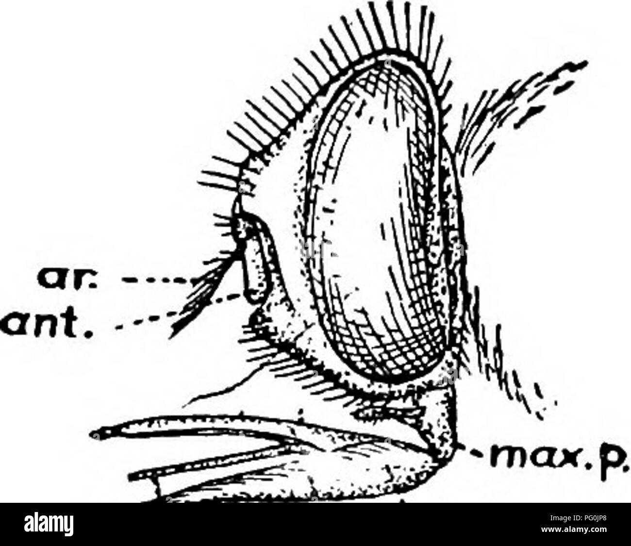 . Animal parasites and human disease. Medical parasitology; Insects as ...