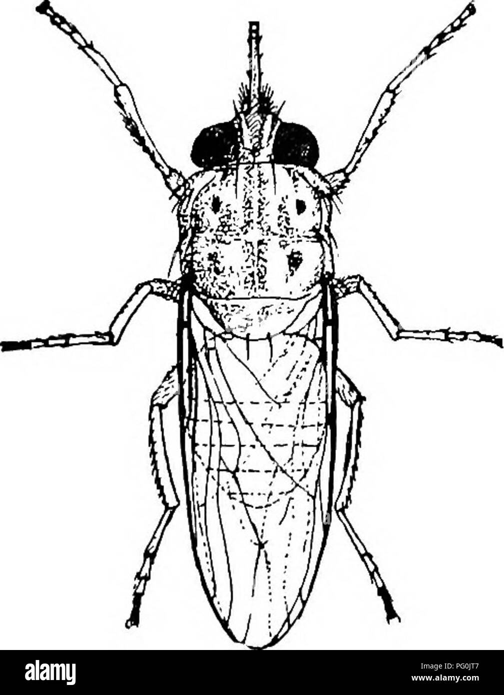 Tsetse Fly Size