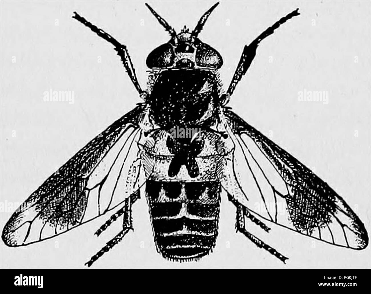 . Animal parasites and human disease. Medical parasitology; Insects as ...