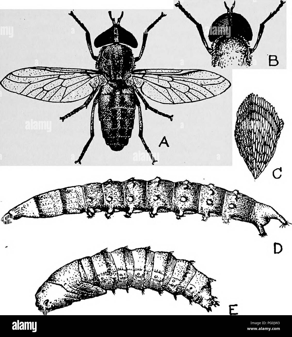 This entry examines the role of tabanid flies in transmitting diseases ...