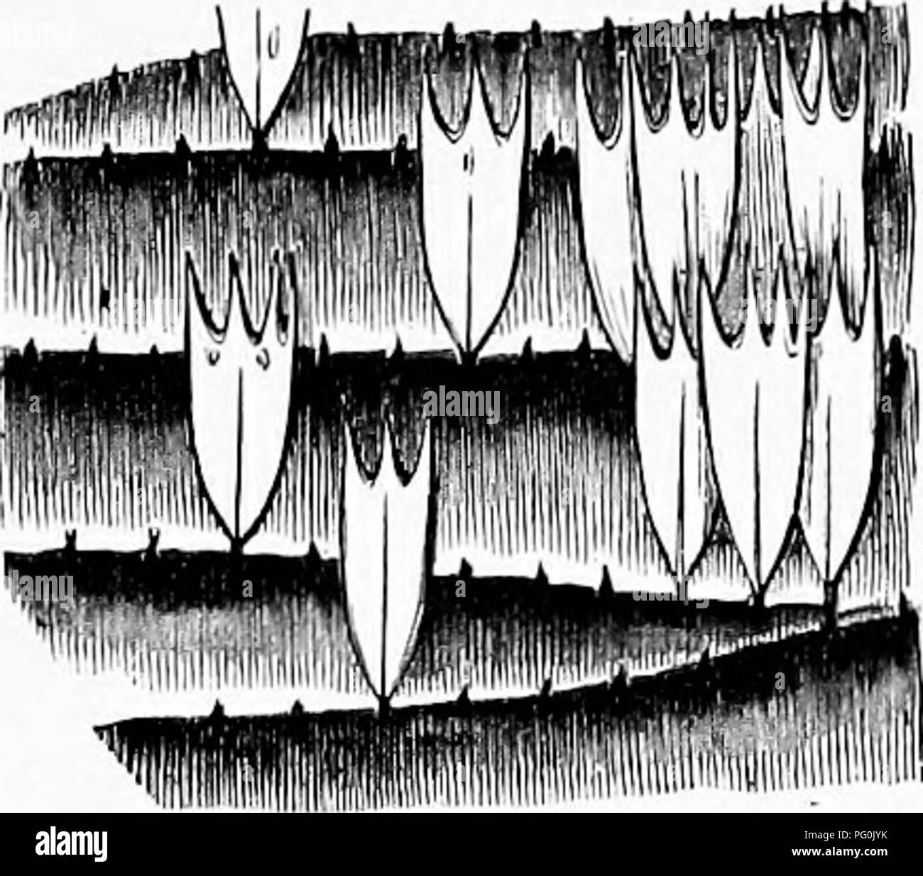 This section of Zoology presents the wing structure of moths ...