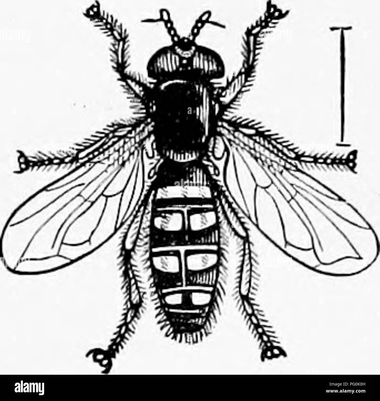 Diptera larva egg hi-res stock photography and images - Alamy