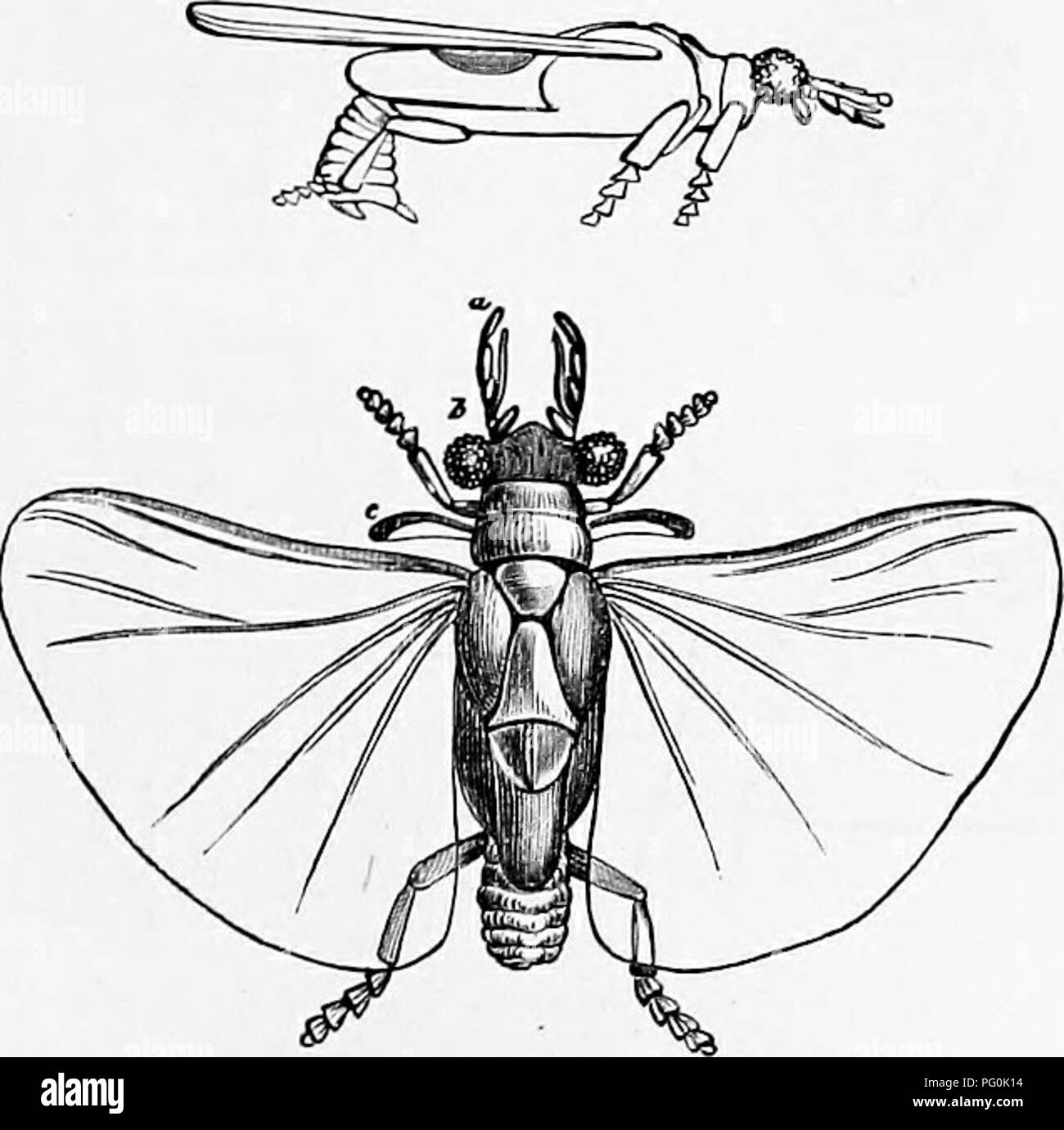 Hypermetamorphosis Black and White Stock Photos & Images - Alamy
