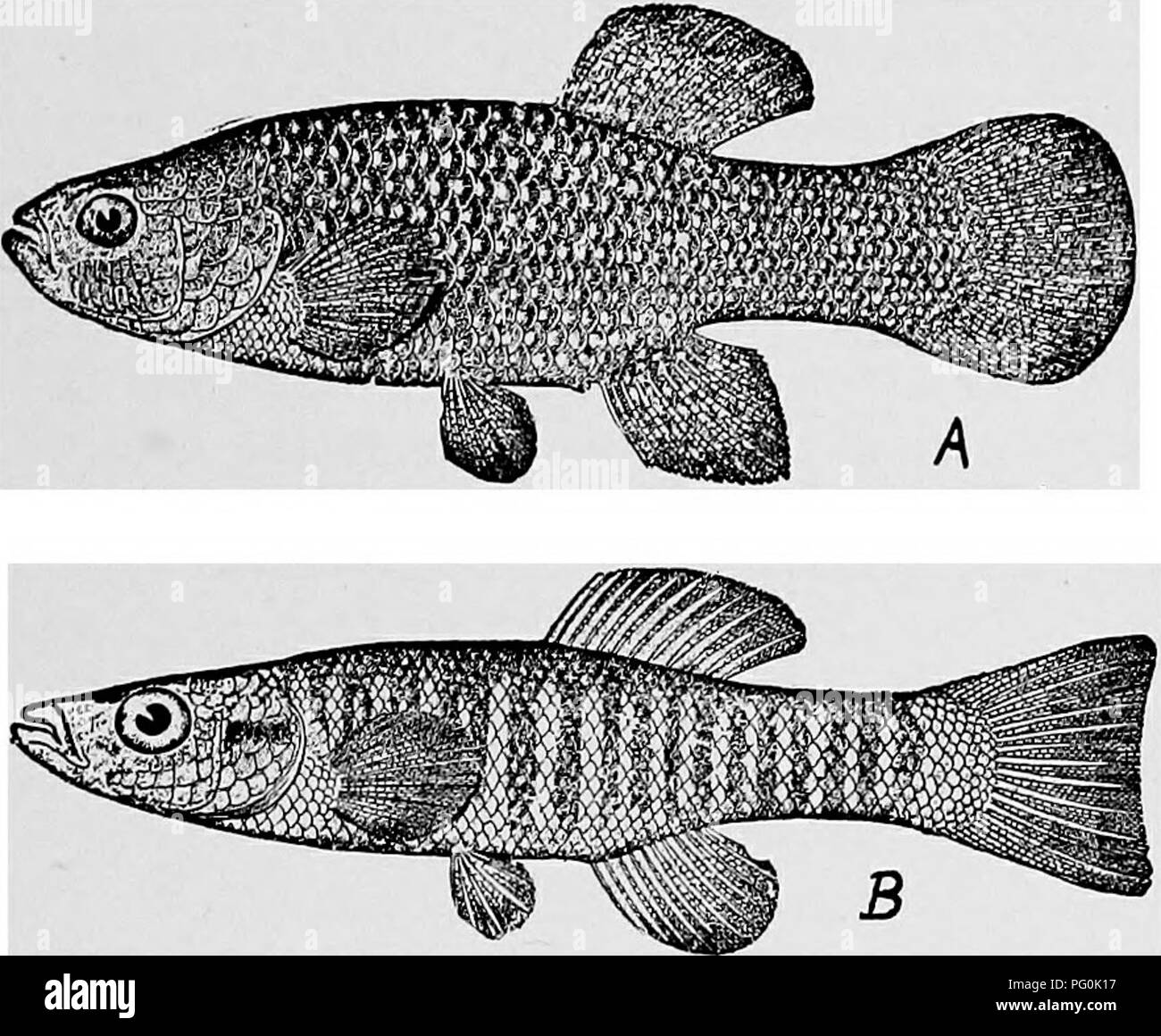 Fundulus Heteroclitus