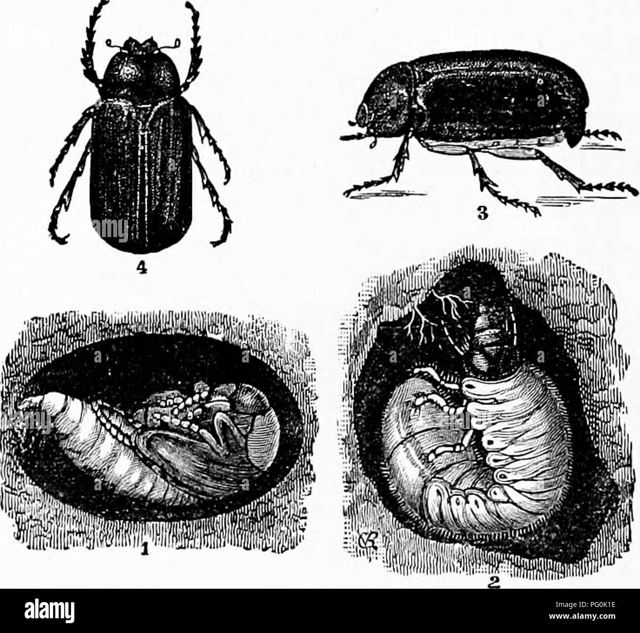 This text provides an introduction to zoology, covering a variety of ...