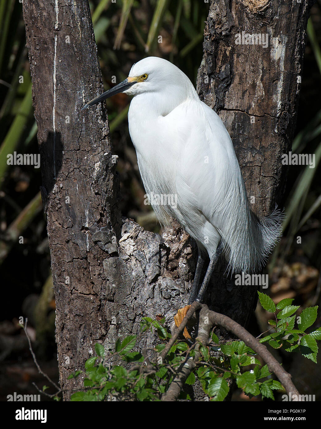Great white egret bird poster hi-res stock photography and images - Alamy