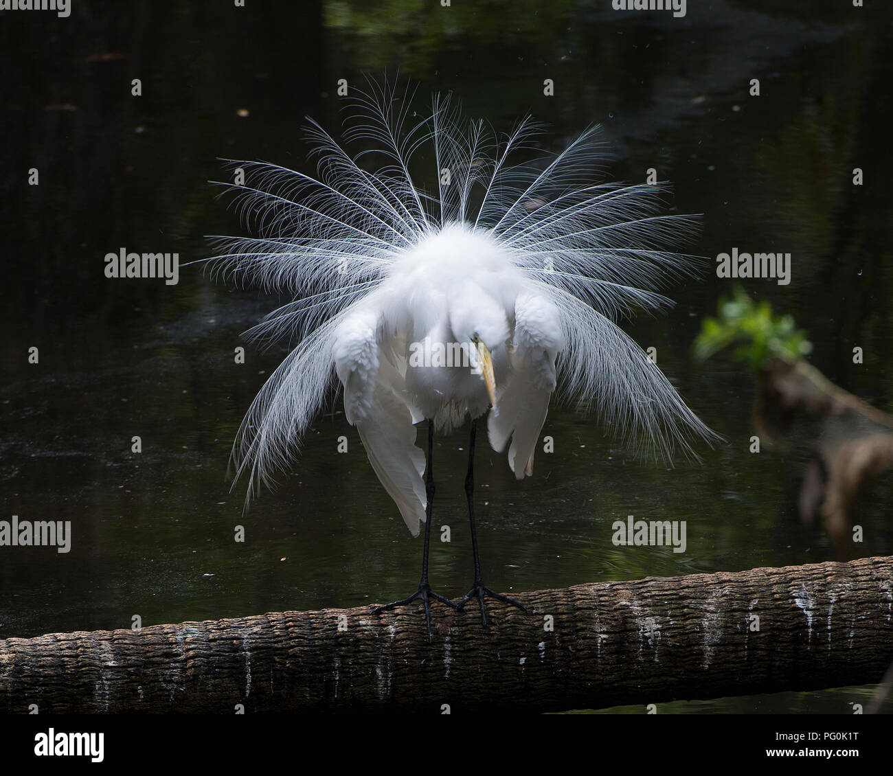 Great white egret bird poster hi-res stock photography and images - Alamy