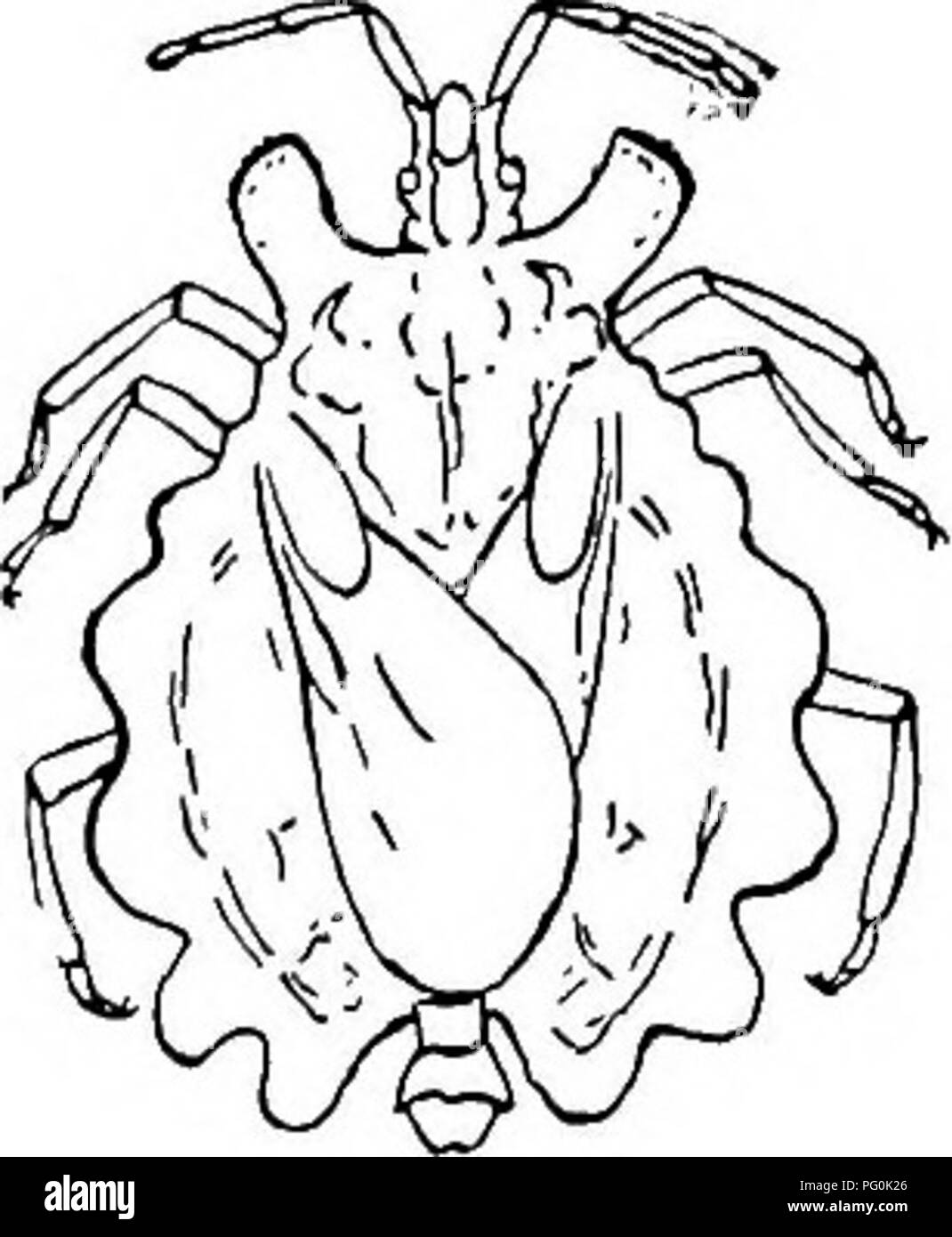 This work focuses on the relationship between animal parasites and ...