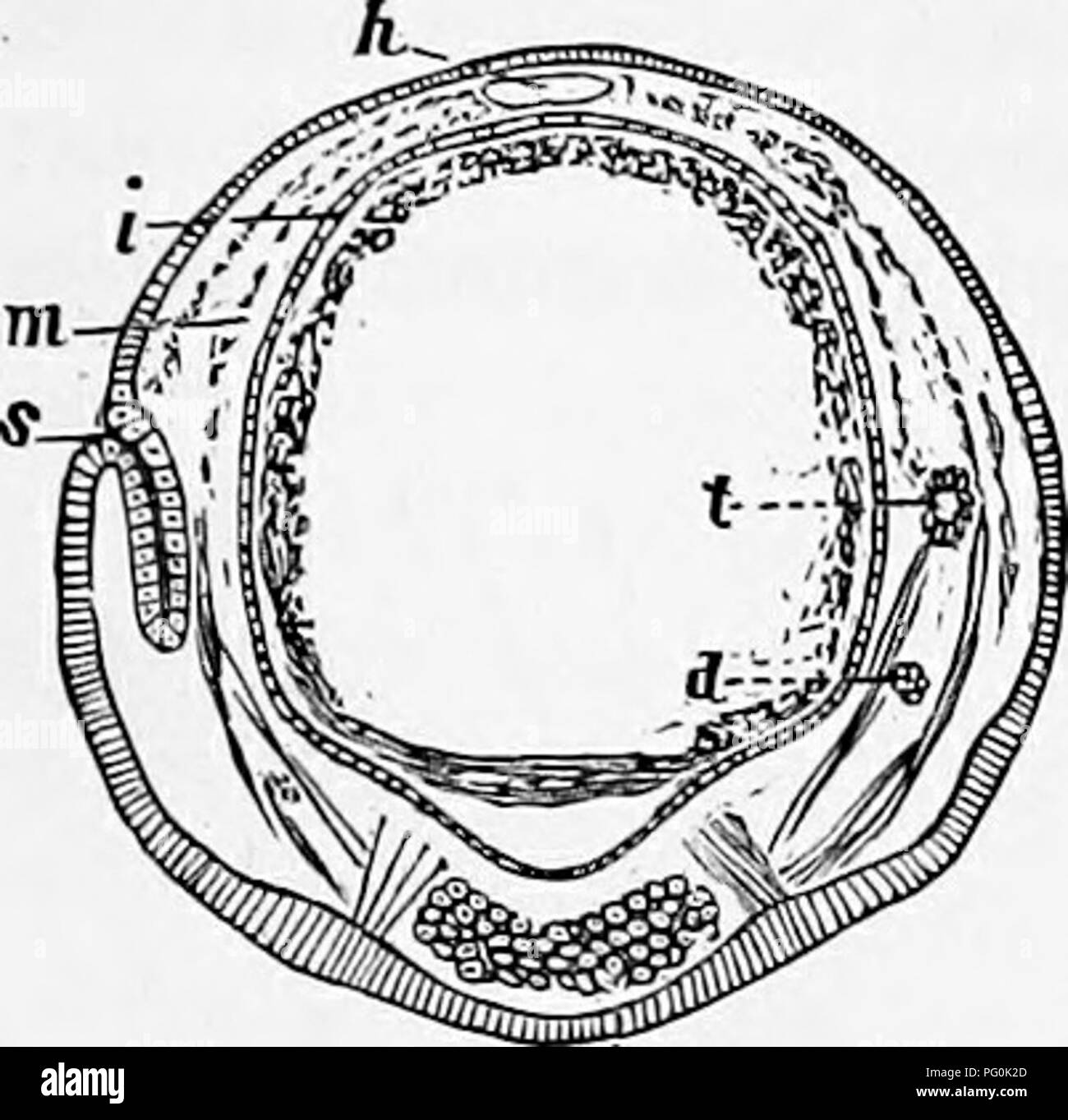 This text describes the early development stages of an insect embryo ...