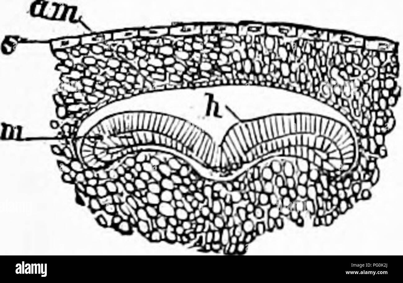 This textbook provides an overview of zoology, covering the anatomy and ...