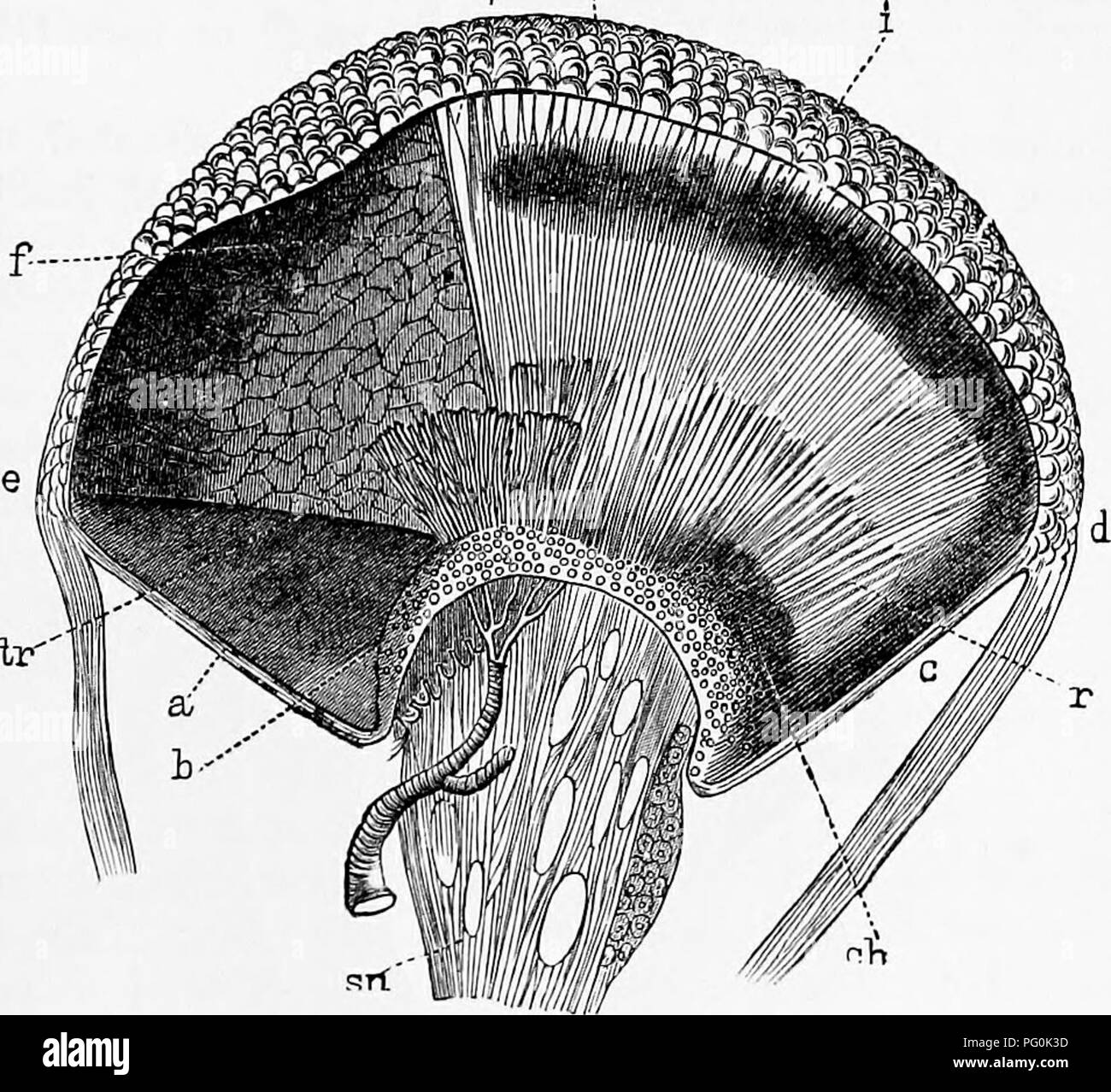 This work on zoology covers insect anatomy and sensory functions ...
