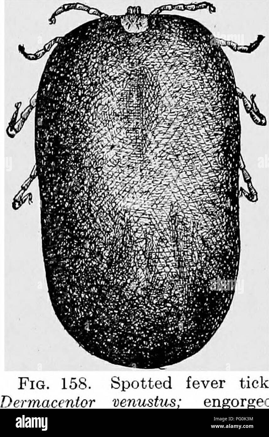 This entry discusses the role of insects, particularly ticks, in ...