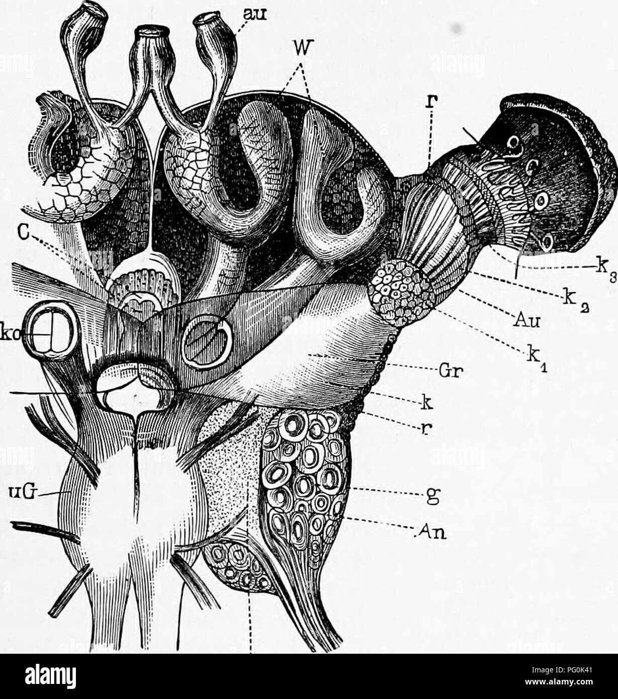 This work discusses the nervous system of insects, comparing the ...