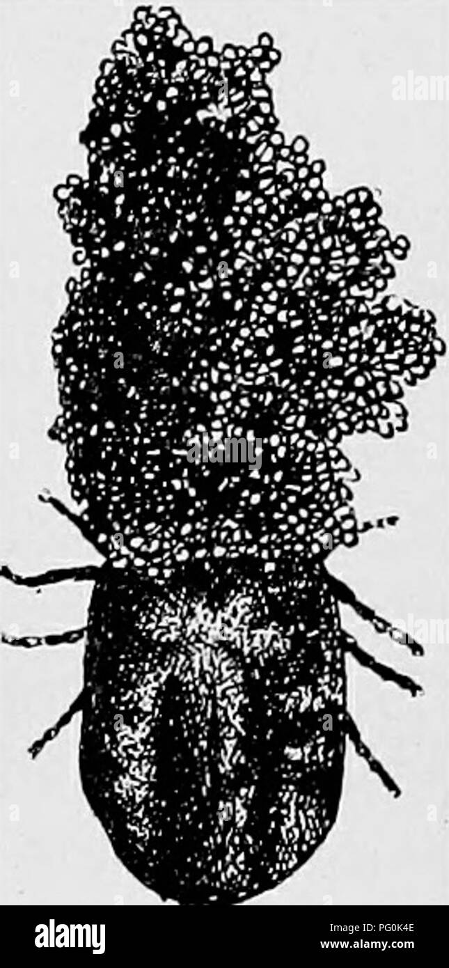 Mating ticks Black and White Stock Photos & Images - Alamy