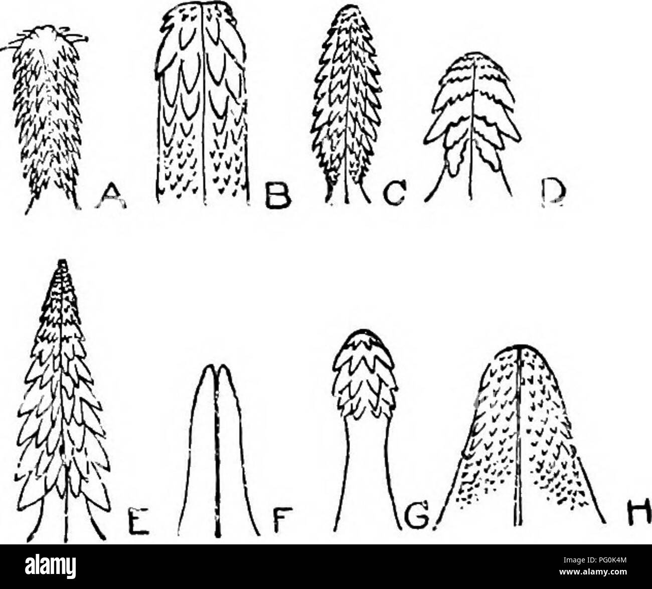 Hypostome hi-res stock photography and images - Alamy