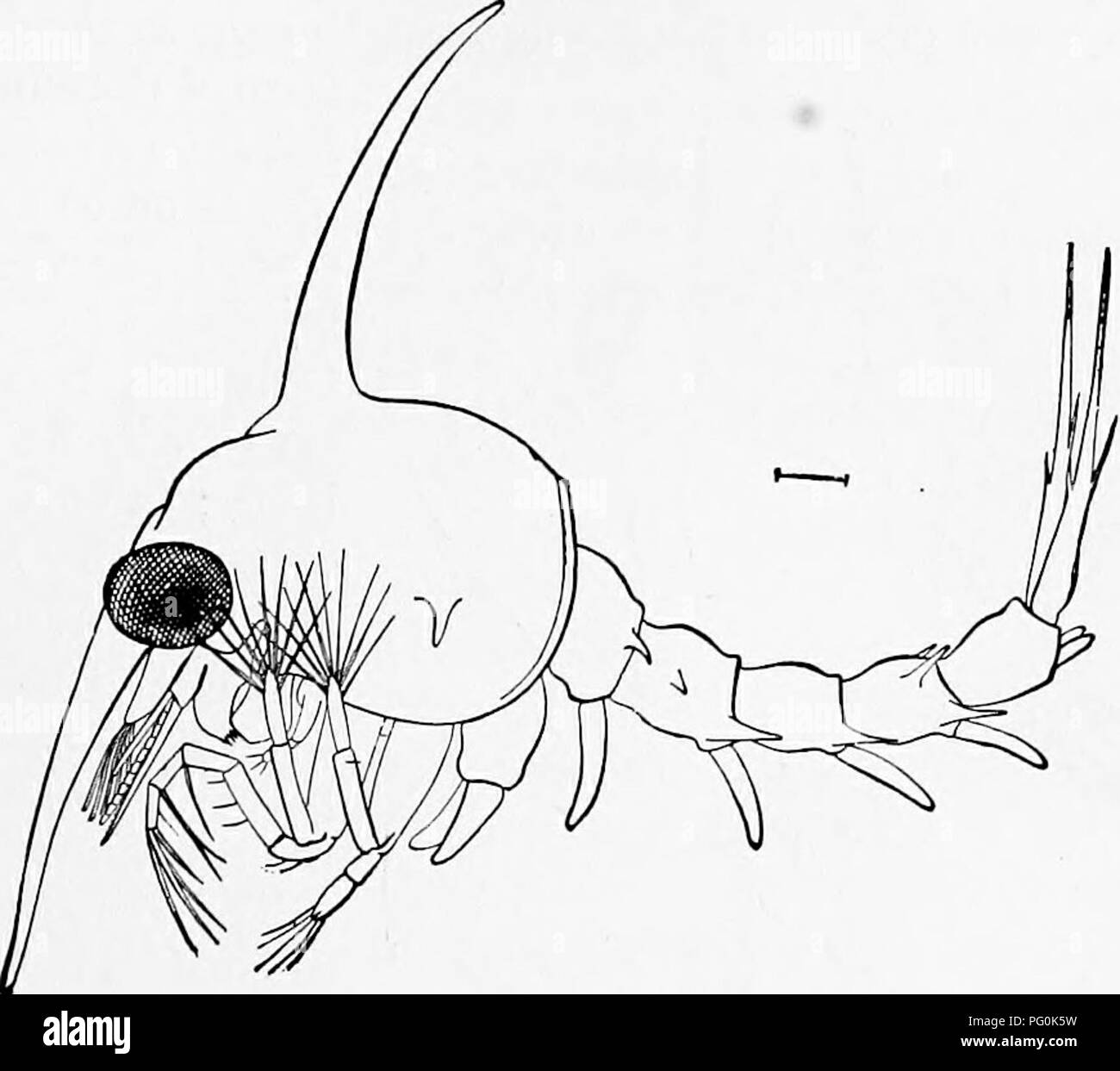 This zoology textbook explores various orders of animals, focusing on ...