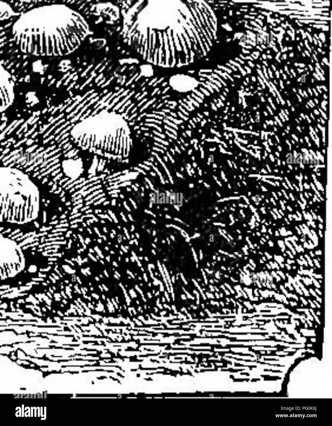 This section from Henderson’s horticultural guide provides detailed ...