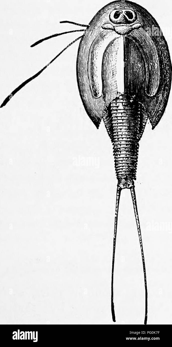 This illustration from a zoology textbook features a detailed study of ...