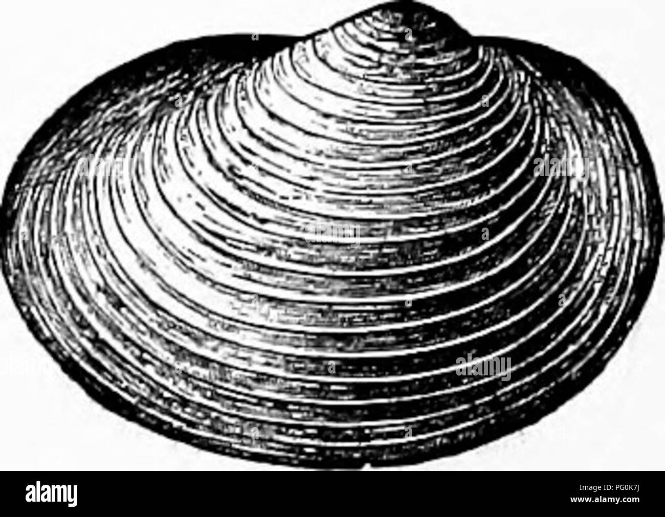 Flattened shell forms hi-res stock photography and images - Alamy