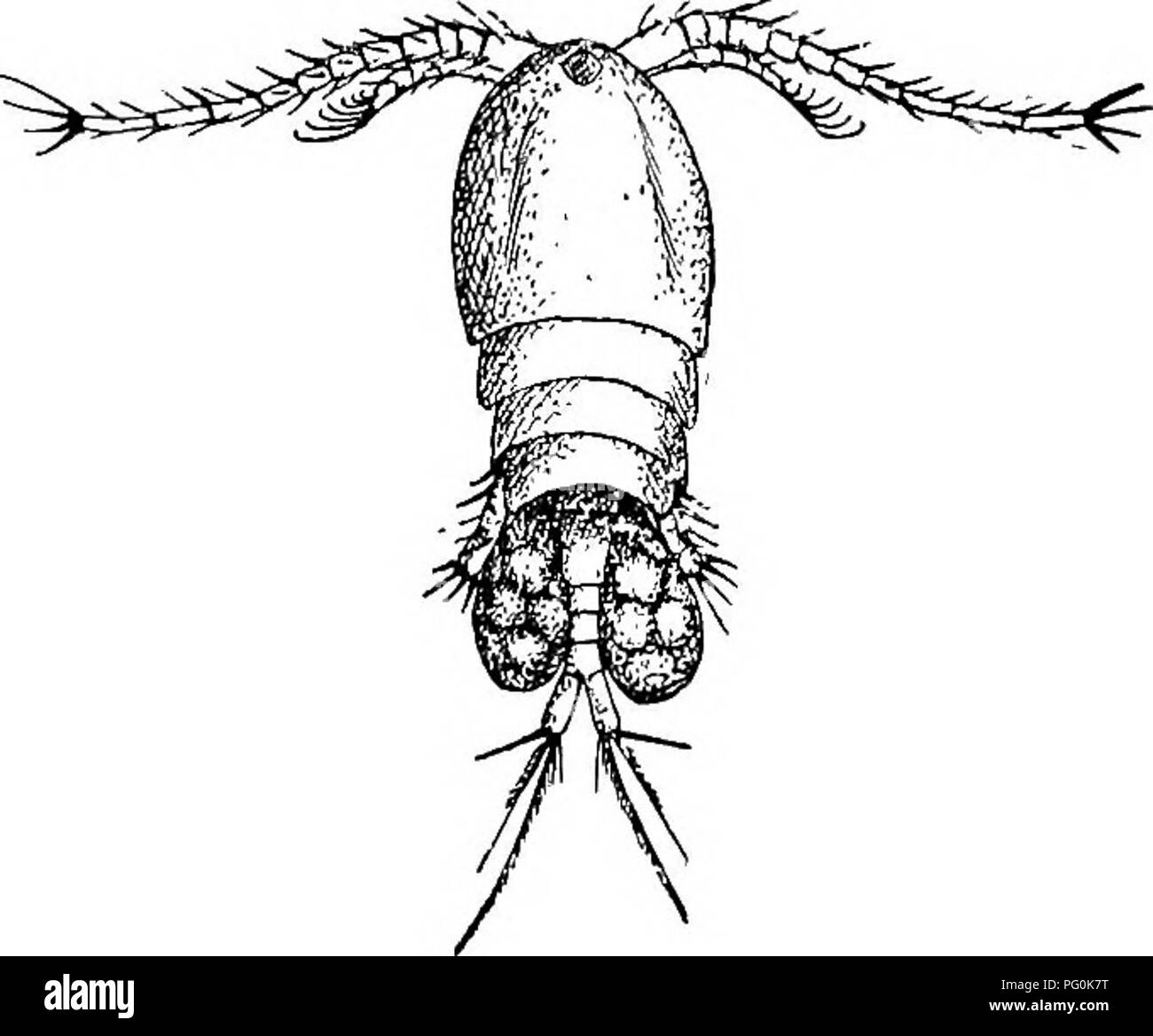 Guinea worm life cycle hi-res stock photography and images - Alamy