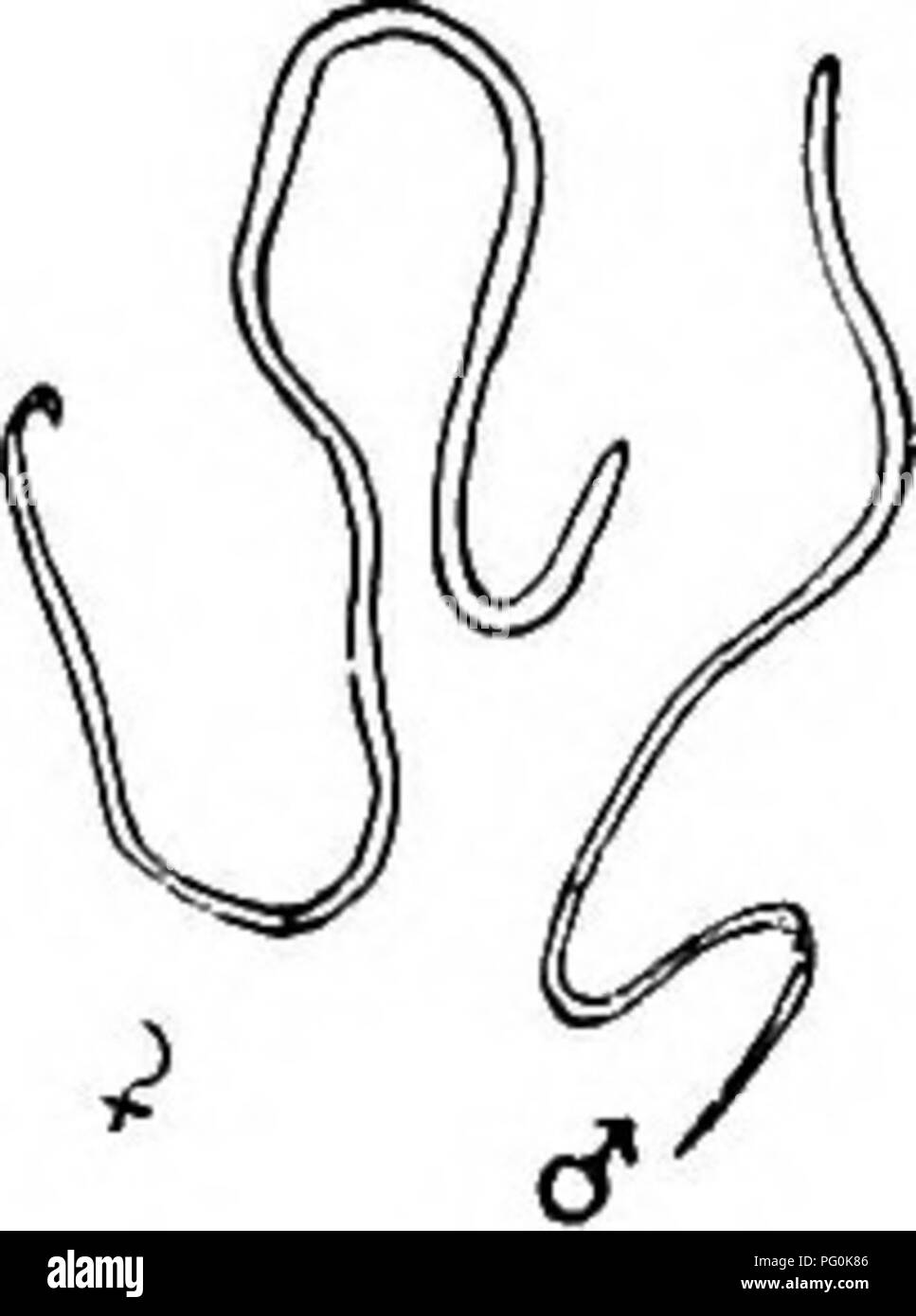 Microfilariae hi-res stock photography and images - Alamy