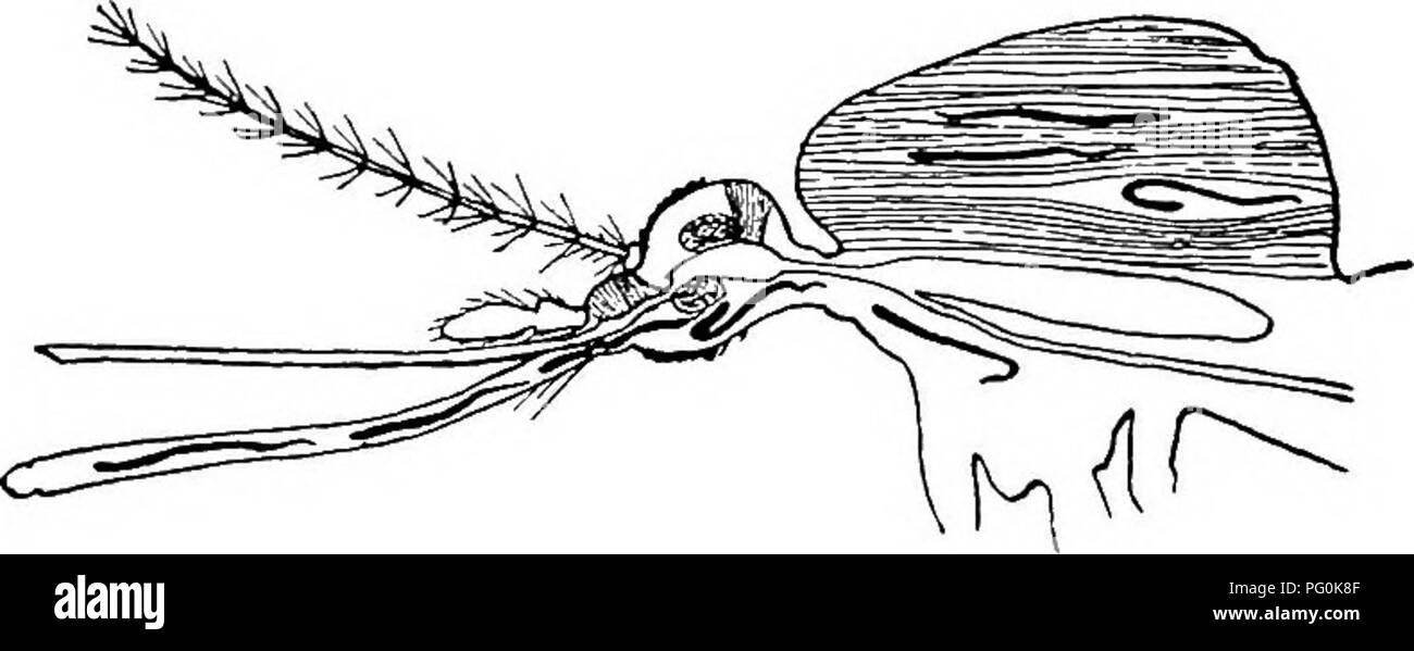 This medical study explores the role of mosquitoes in transmitting ...