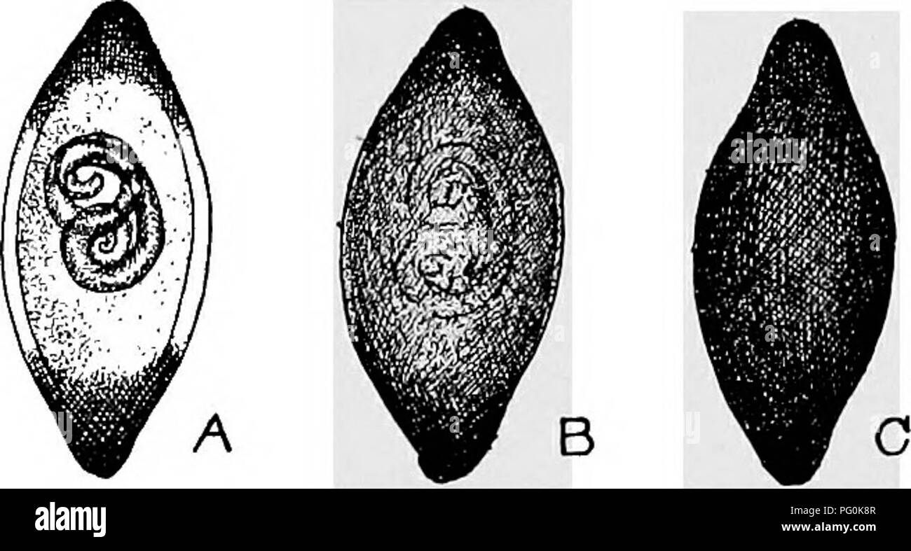 This entry discusses the formation of cysts by parasitic larvae in ...