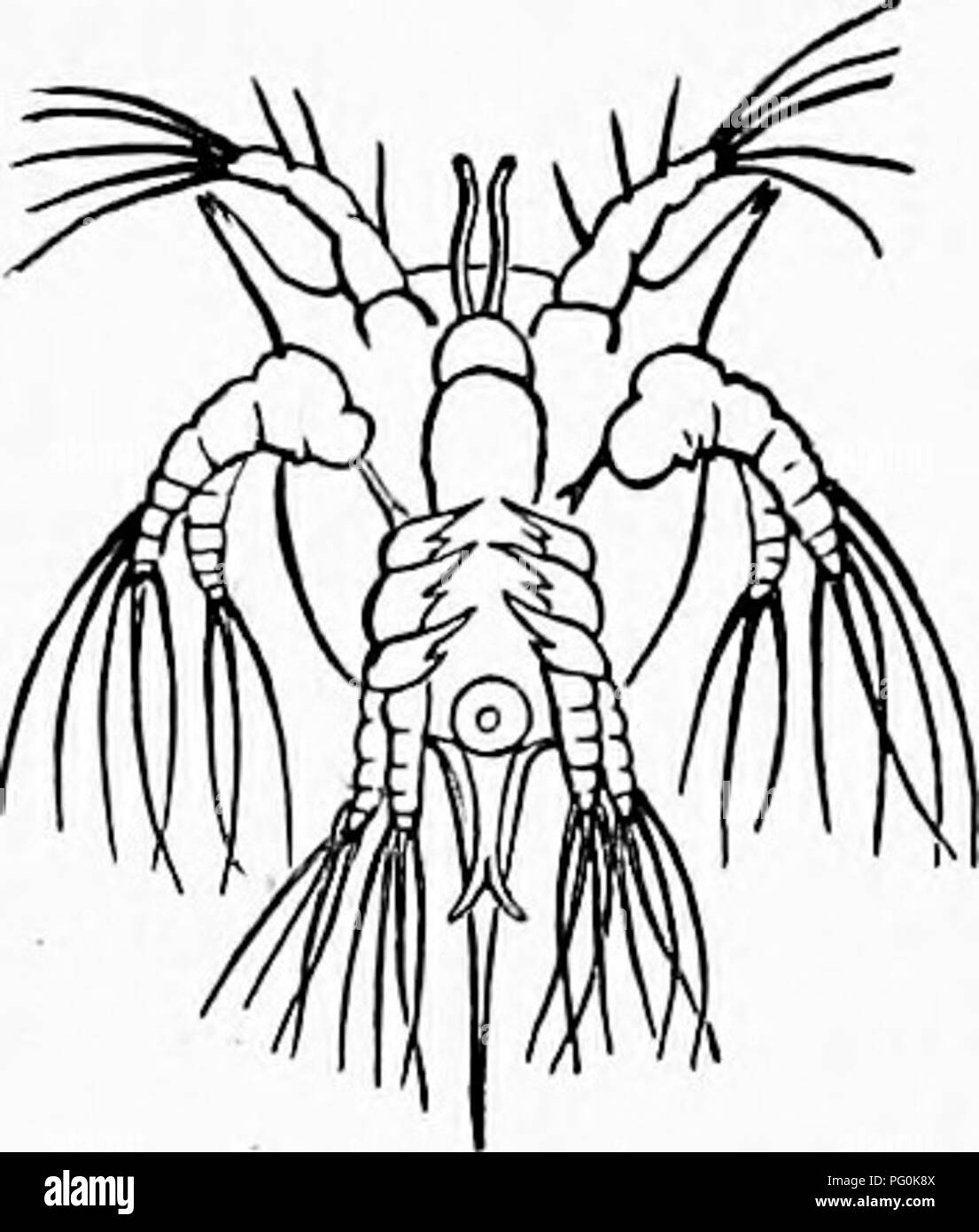 This section discusses the development of barnacle larvae, focusing on ...