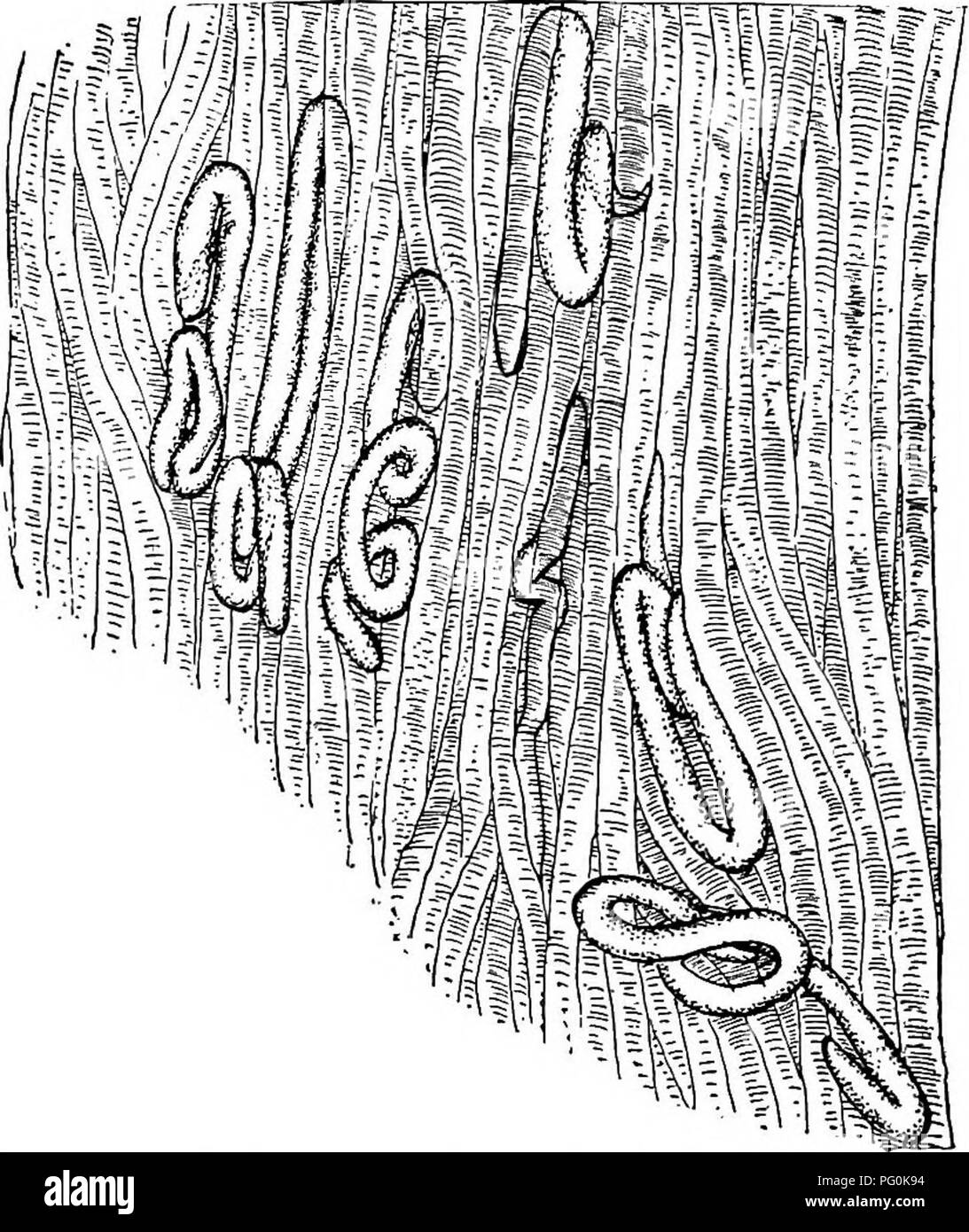 . Animal parasites and human disease. Medical parasitology; Insects as ...