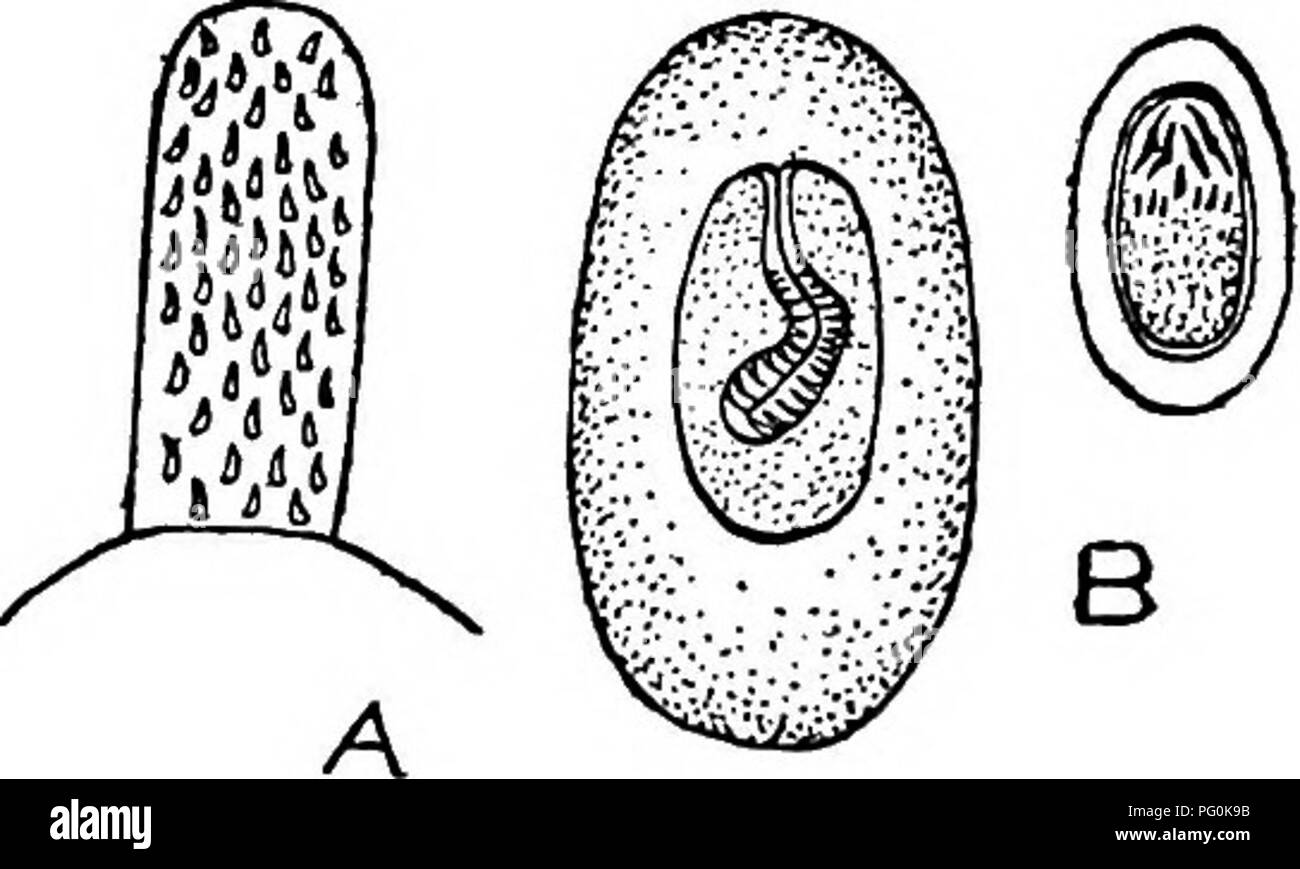An overview of parasites that affect animals and humans, highlighting ...