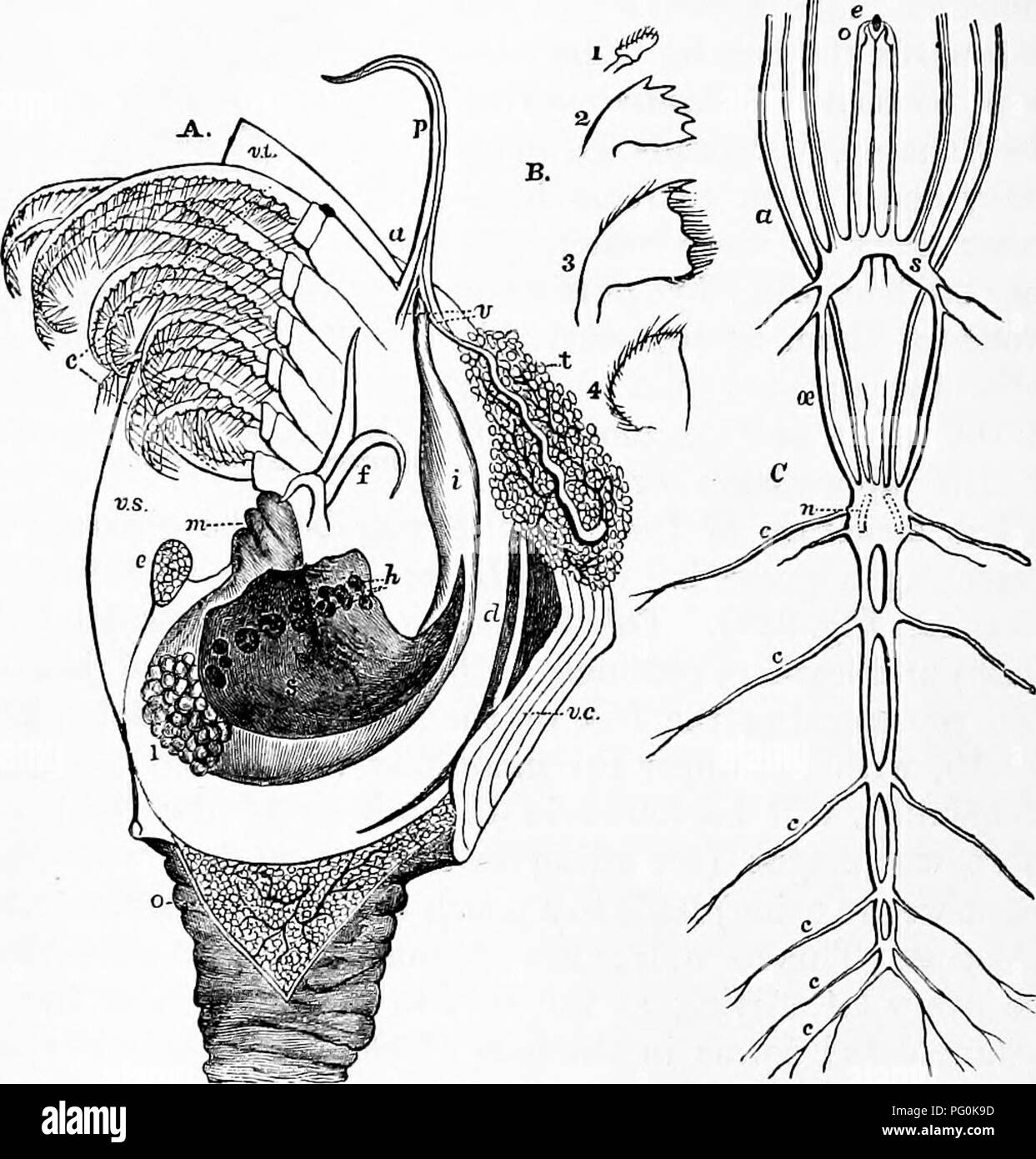 This zoology textbook is aimed at both students and general readers ...