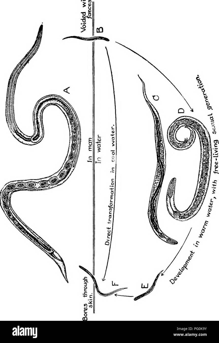 This work details the life cycle of intestinal roundworms, specifically ...
