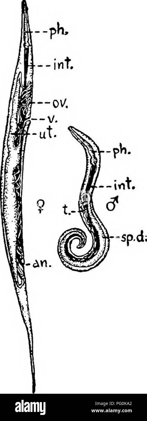 Human rectum faeces hi-res stock photography and images - Alamy