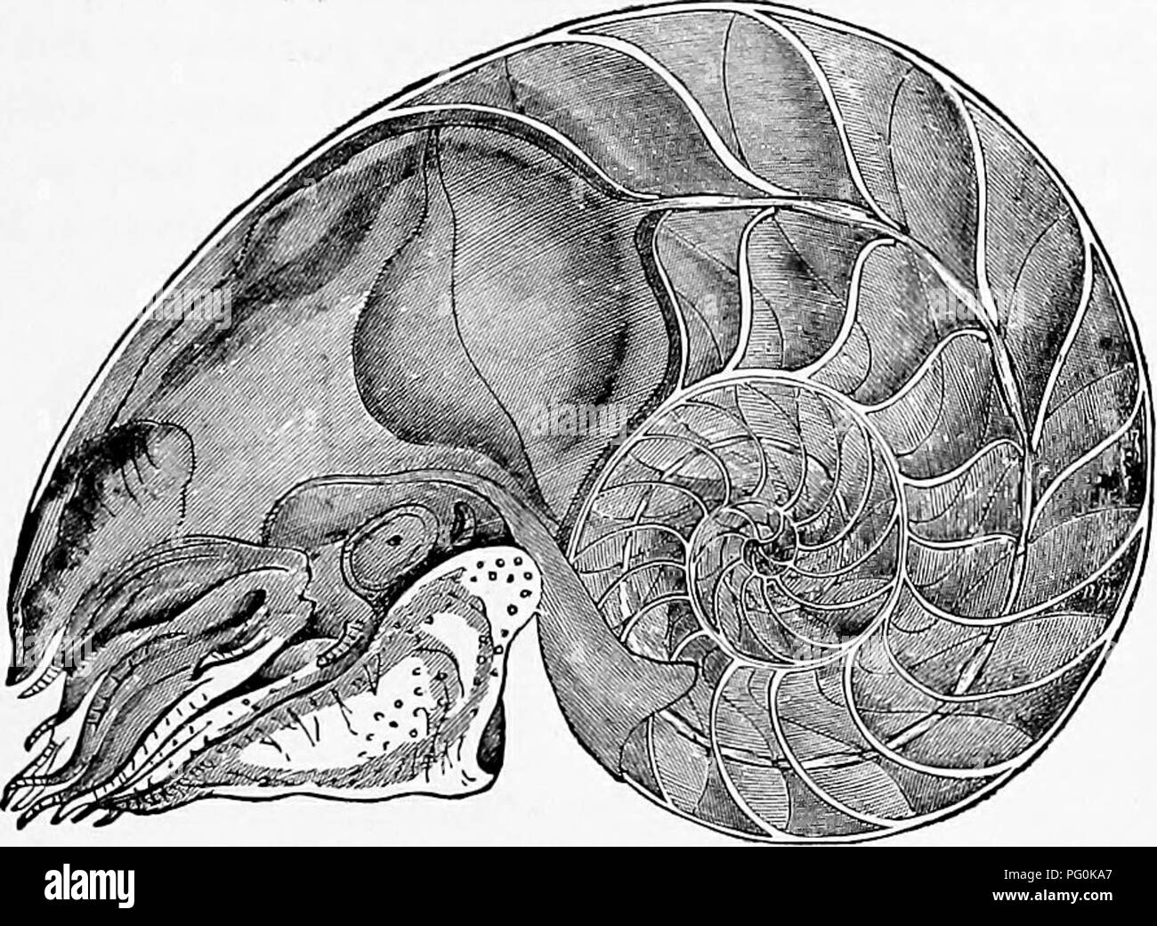 Nautilus lives in hi-res stock photography and images - Alamy