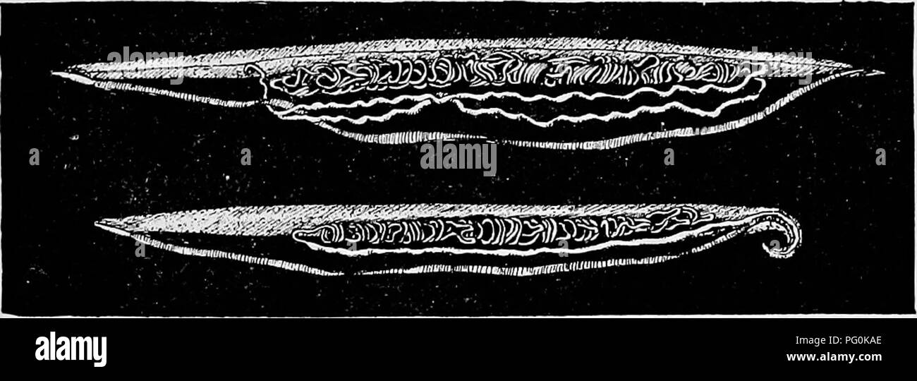 . Animal parasites and human disease. Medical parasitology; Insects as ...