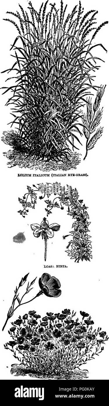 Detailing various varieties Black and White Stock Photos & Images - Alamy