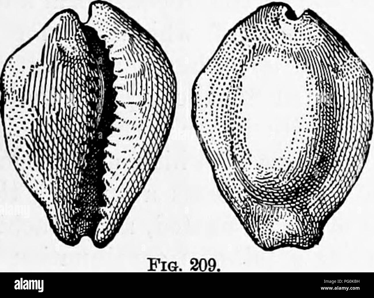 Wampum shells hi-res stock photography and images - Alamy